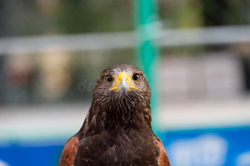 The Hawk Straight Face Expression of Eye 库存照片 - 图片 包括有 本质, 敌意: 117149866