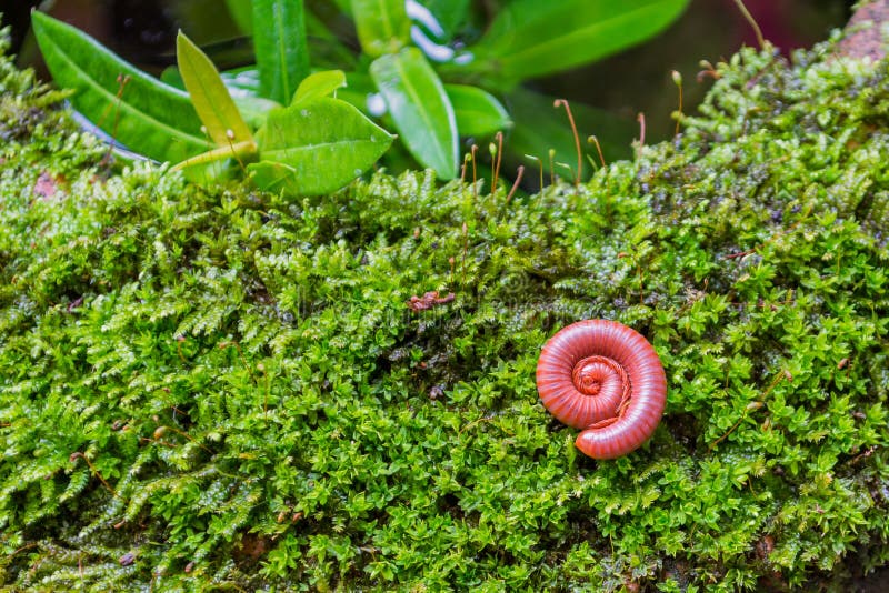 Tropical Spiral Many Legs Insect. Fotografia Stock - Immagine di fauna ...