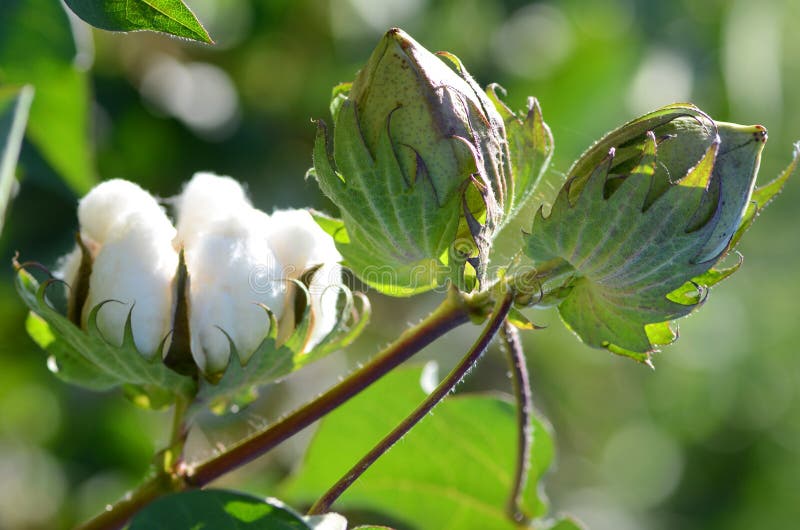 Primo Piano Della Pianta Di Cotone Backlit Dal Sun Caldo Di Estate ...