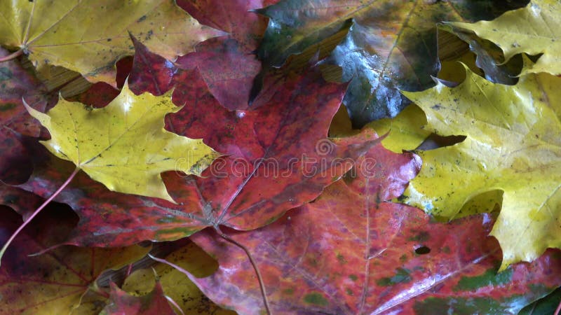 Rotating Beautiful Colorful Autumn Maple Leaves Nature Background 股票视频 ...