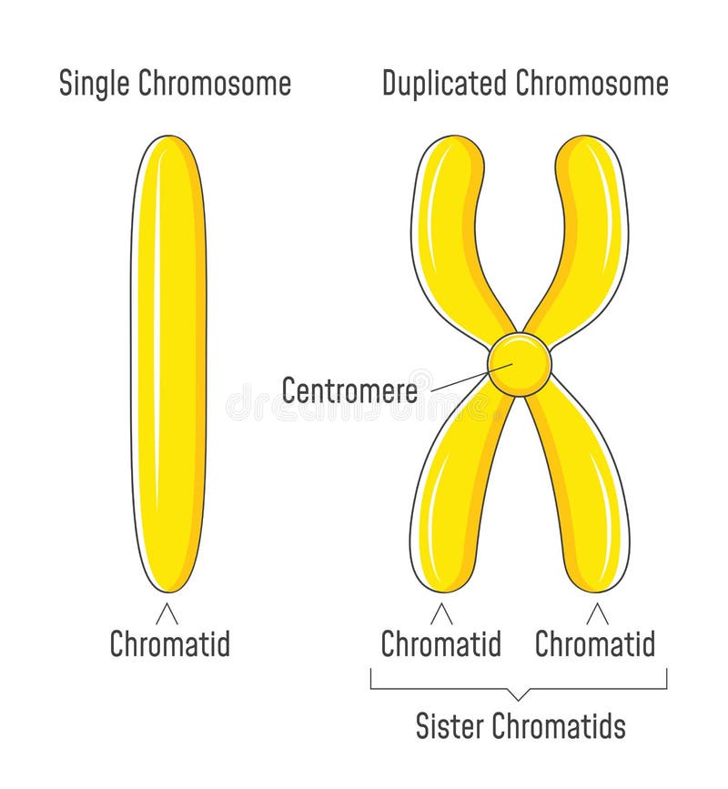 X und Y-Chromosomen vektor abbildung. Illustration von biologie - 123927955