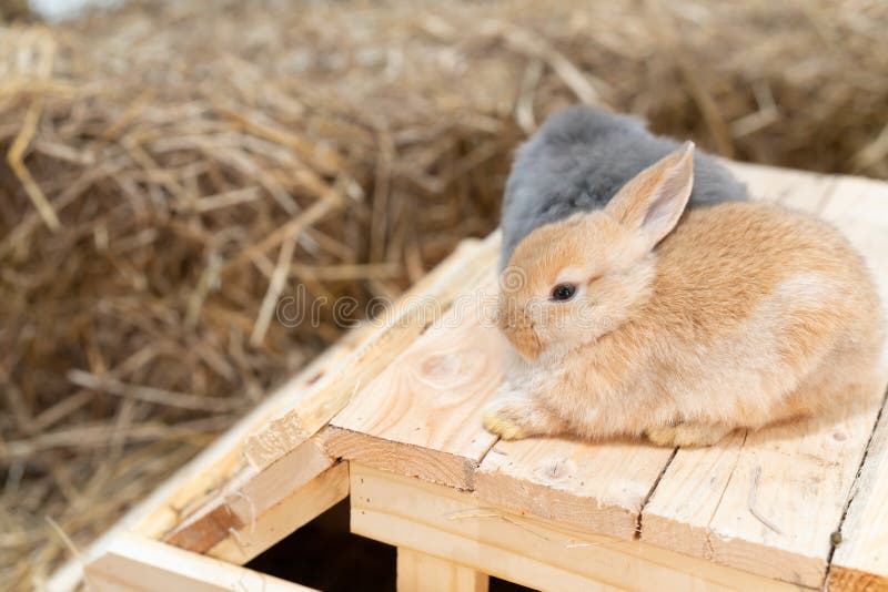 Netherland Dwarf Rabbit is One of the Smallest Rabbit Breeds. Stock ...