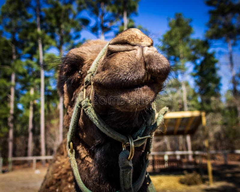 A Dromedary Camel Grins for the Camera at a Wildlife Rescue Zoo. 库存图片 ...