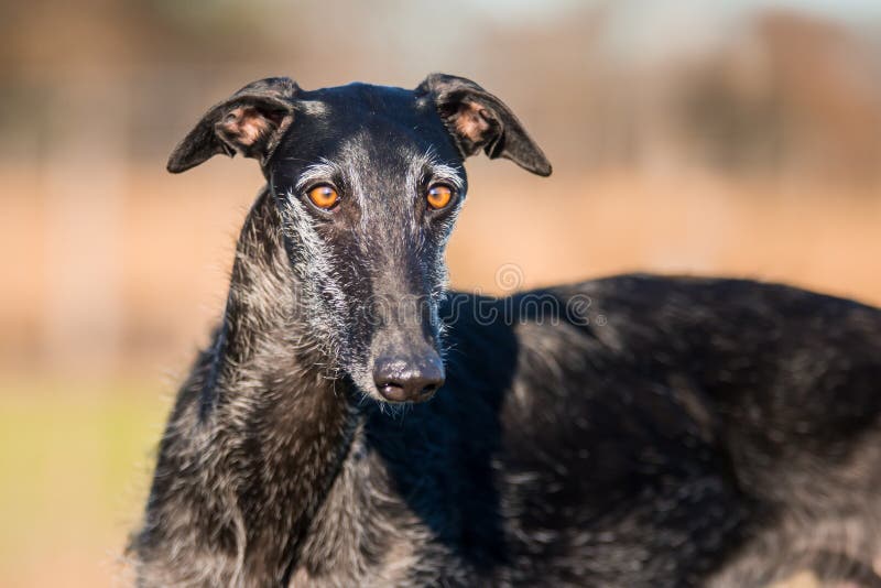 El Perrito Negro De Galgo Espanol Recupera El Nosebag Imagen de archivo ...