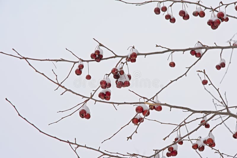 Stel Winterbes Holly Ilex Verticillata Met Rode Bessen Stock Foto ...