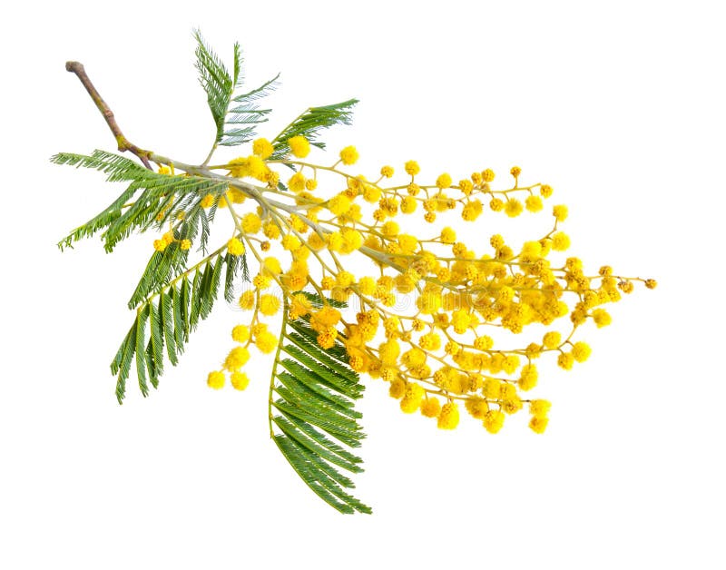 Fiore Di Acacia Dealbata (acacia D'argento, Acacia Blu O Mimosa ...