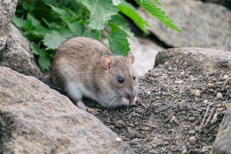 90,201 Rongeur Sauvage Photos libres de droits et gratuites de Dreamstime