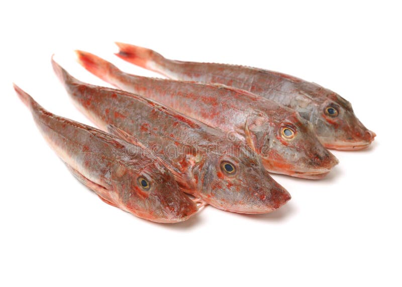 Red Gurnard Fish Chelidonichthys Cuculus 库存图片 - 图片 包括有 空白, 海运: 143568077