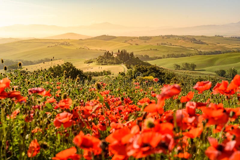 Poppy Flower Field in Beautiful Landscape Scenery of Tuscany in Italy ...