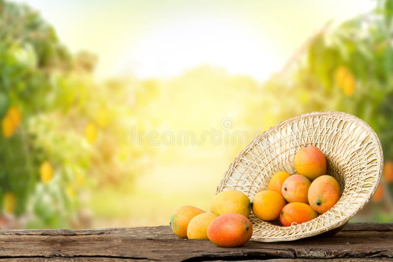 Mangoboom Met Tropisch Landbouwbedrijf En Zon Op Achtergrond Stock Foto ...