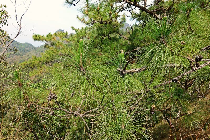 Pinus Kesiya Leaves,Pinus Kesiya is One of the Most Widely Distributed ...