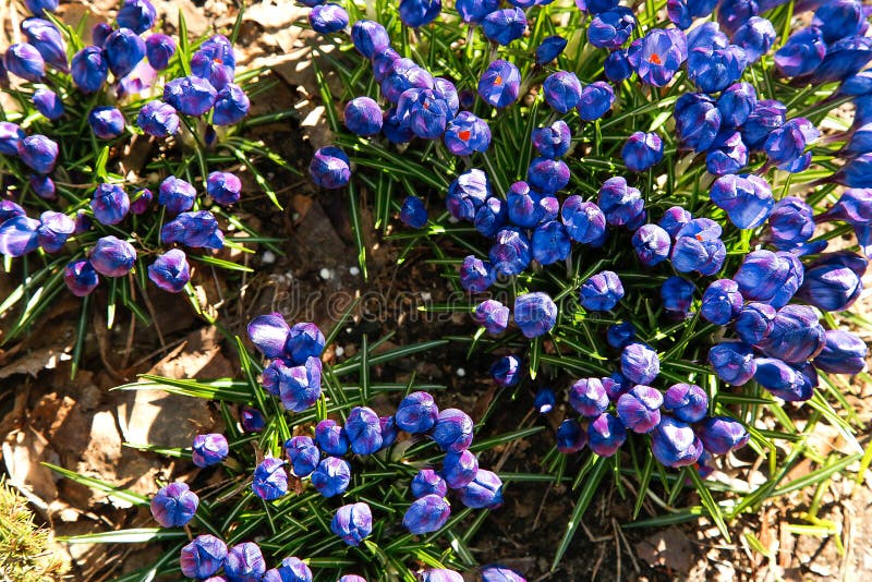 The First Blue Crocus Flowers Bloomed in the Garden in Early Spring ...
