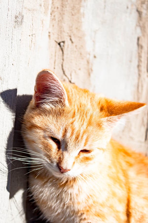 Chat mignon de rue dehors. photo stock. Image du seulement - 39118584