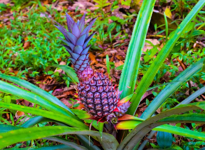 Ananas sauvage photo stock. Image du lame, ananas, jardin - 38087224