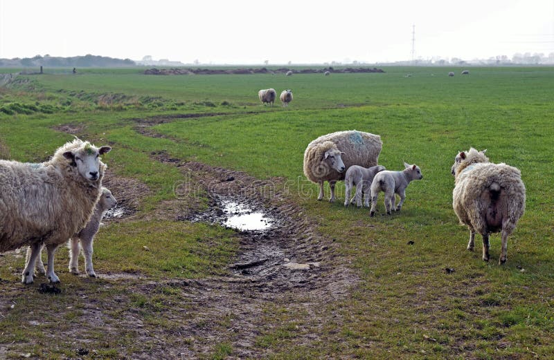 Landscape View of a Feild of Sheep and Lambs in the Kent Countryside W ...