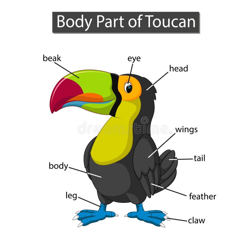 Diagram Showing Body Part of Toucan Vektor Illustrationer ...