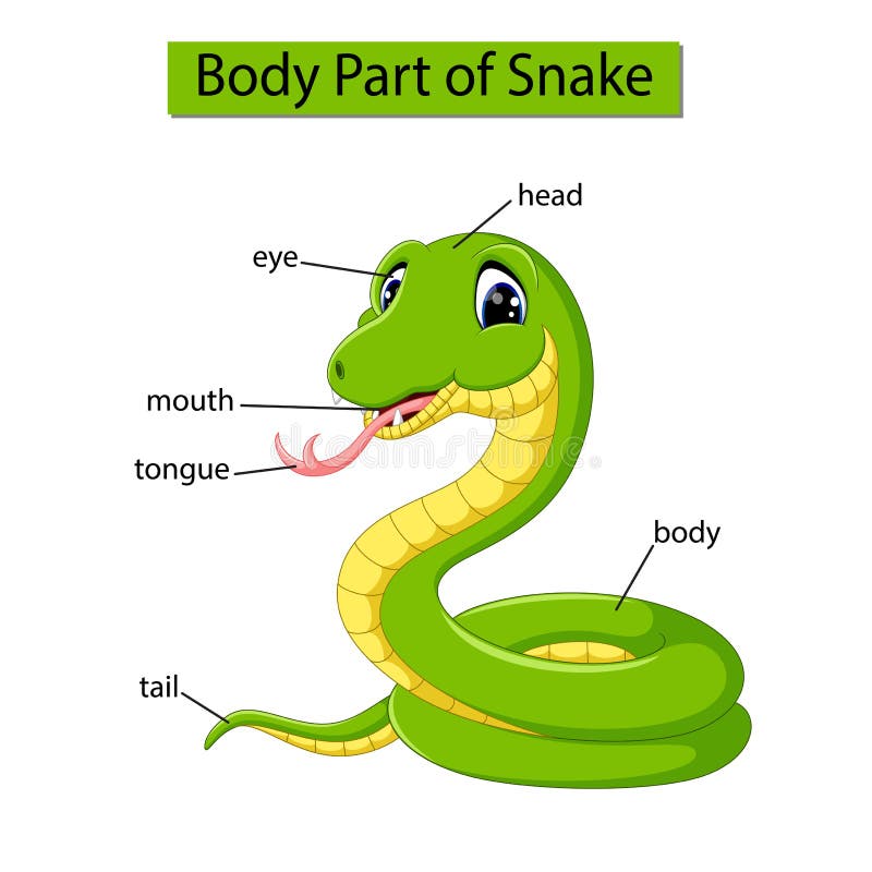 Diagram Showing Body Part of Snake 向量例证 - 插画 包括有 标签, 零件: 145344025