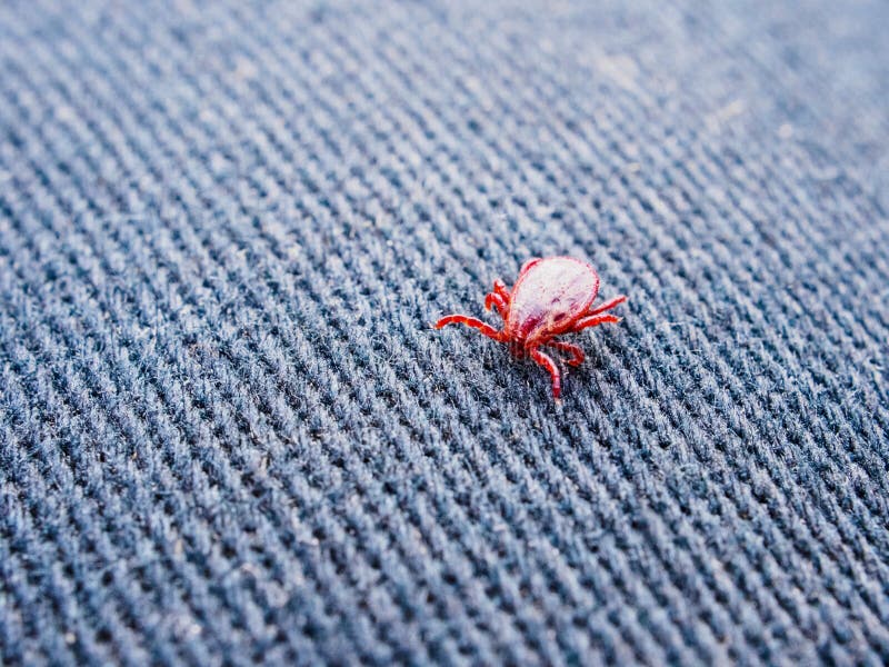 Zecke, Insekt, Insektenstich, Parasit Stockfoto - Bild von gefahr, hurt ...