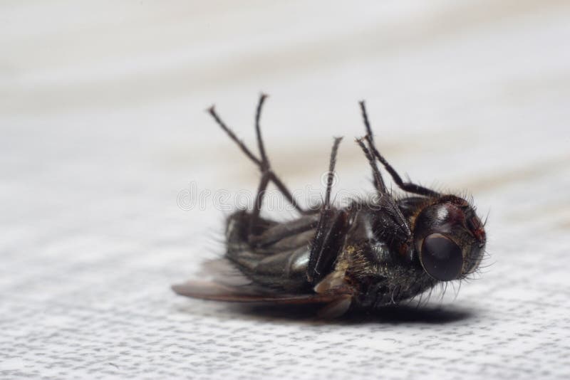 6,417 Mosca Muerta Fotos - Libres de Derechos y Gratuitas de Dreamstime