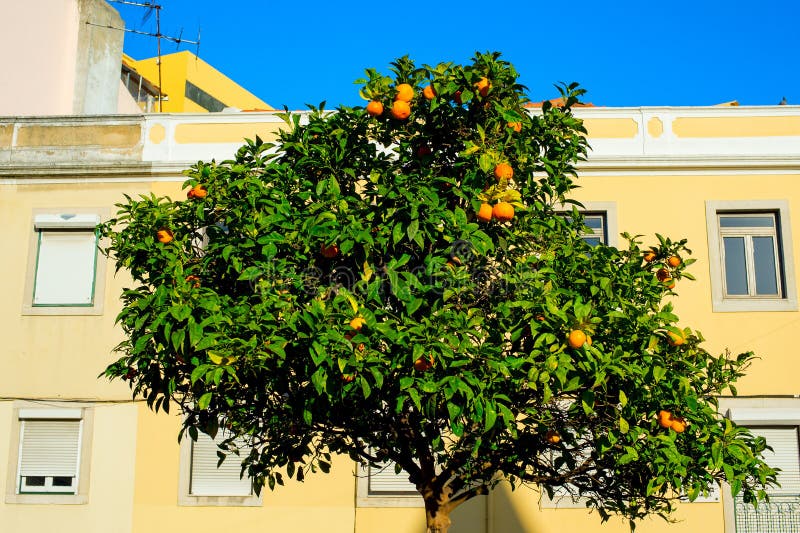Arbre orange au Portugal image stock. Image du nature - 53464753