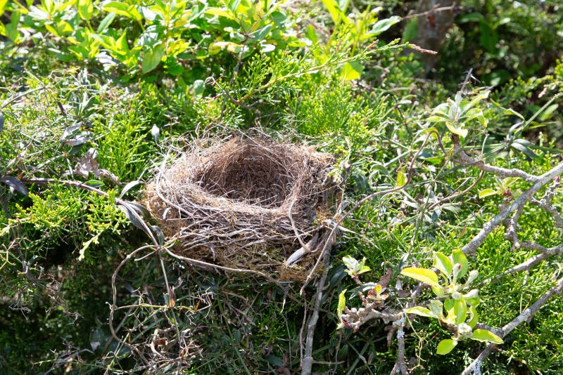 Nid D'oiseau Sur L'arbre Dans Le Jardin Image stock - Image du habitat ...