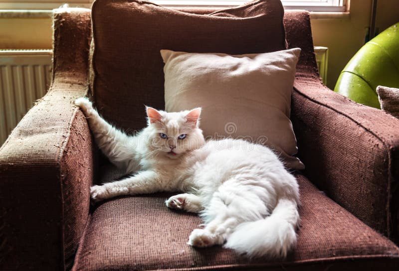 An Angry Cat Lying on the Chair Στοκ Εικόνα - εικόνα από : 145927301