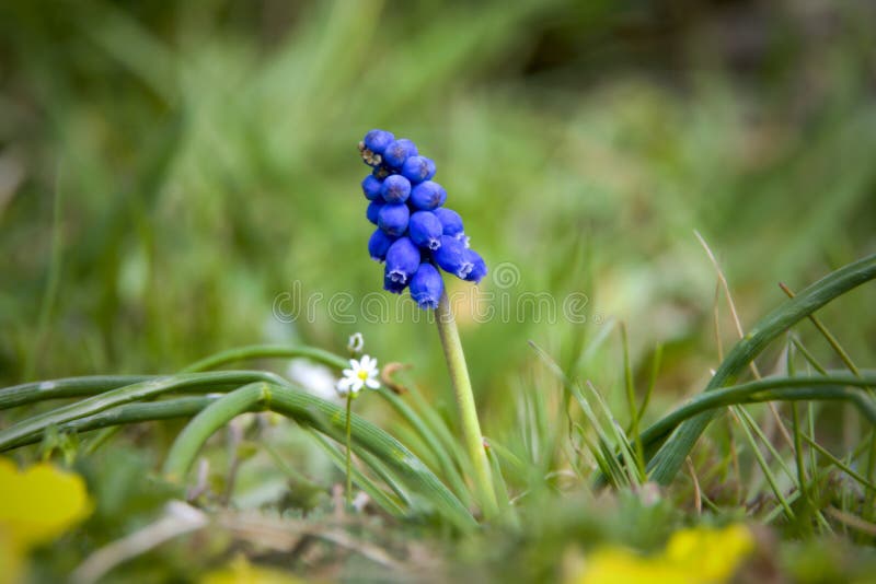 Flor del Muscari imagen de archivo. Imagen de herbáceo - 39397379