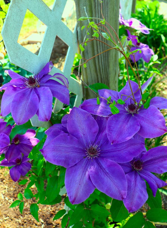 2,582 Trepadeira Roxa Fotos - Fotos de Stock Gratuitas e Fotos Royalty ...