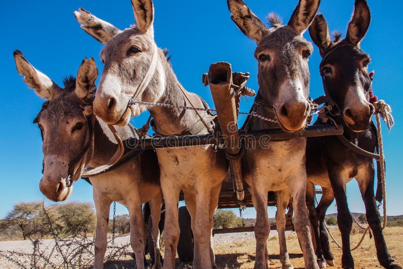 A Donkey Cart in Opuwo, Namibia in Africa Stock Foto - Image of ...