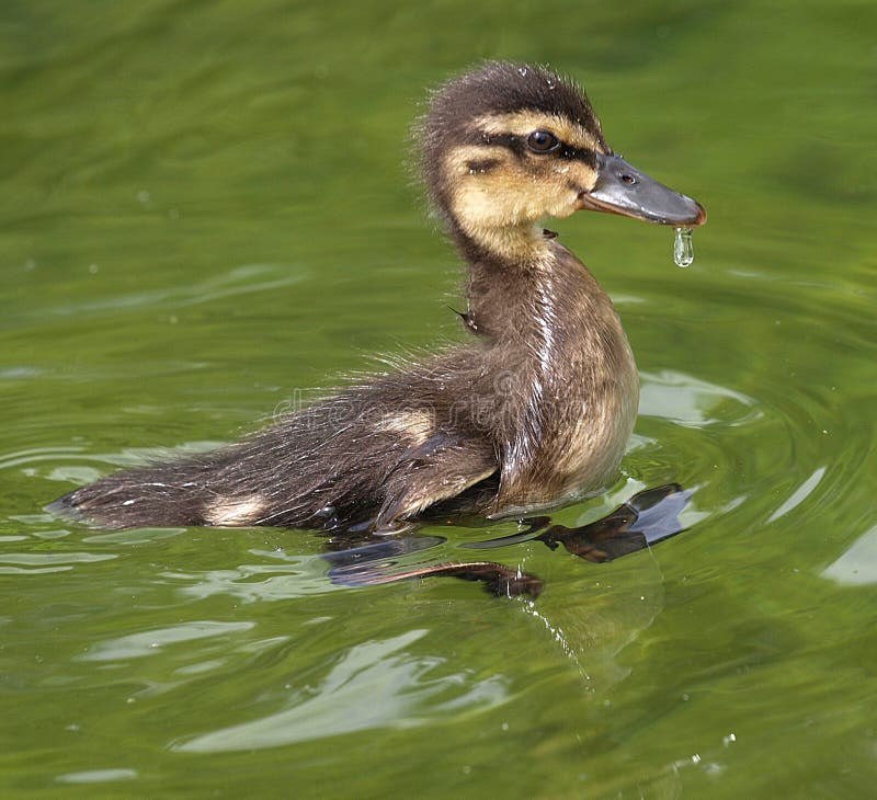 Macro of a Cute Baby Duck Chick 库存图片 - 图片 包括有 敌意, 鸟舍: 147596637