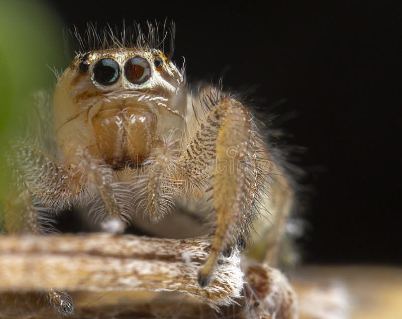 Asiatische Tropische Springende Spinne Stockbild - Bild von ...