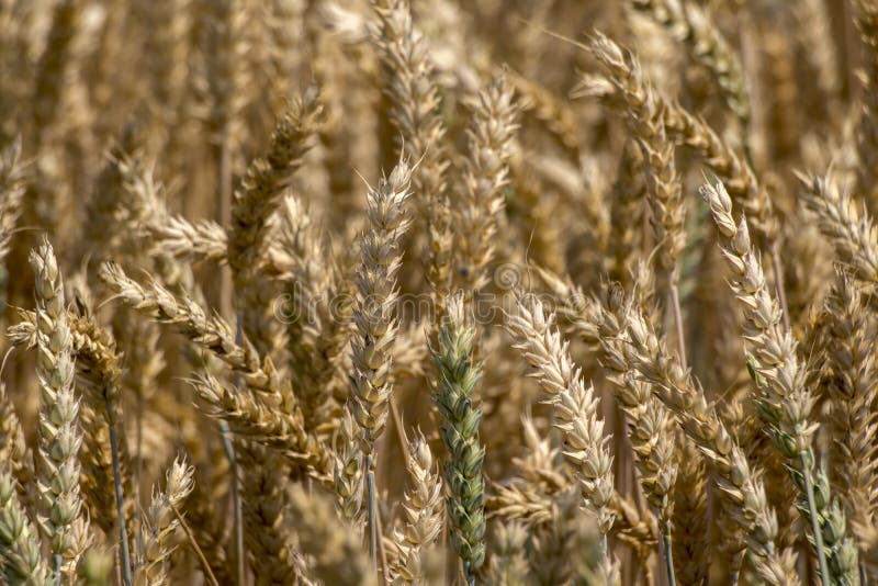 Weichweizen stockfoto. Bild von bewirtschaften, sommer - 43203052