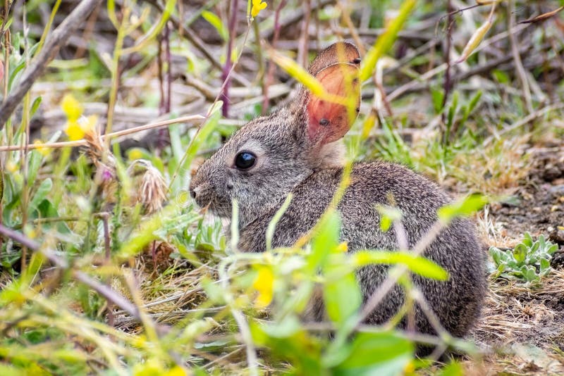 Close Up of Baby Brush Rabbit Sitting Still in the Shrubs; Ticks ...