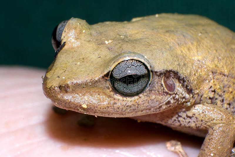 Rana De Coqui En Puerto Rico Imagen de archivo - Imagen de rana, coqui ...