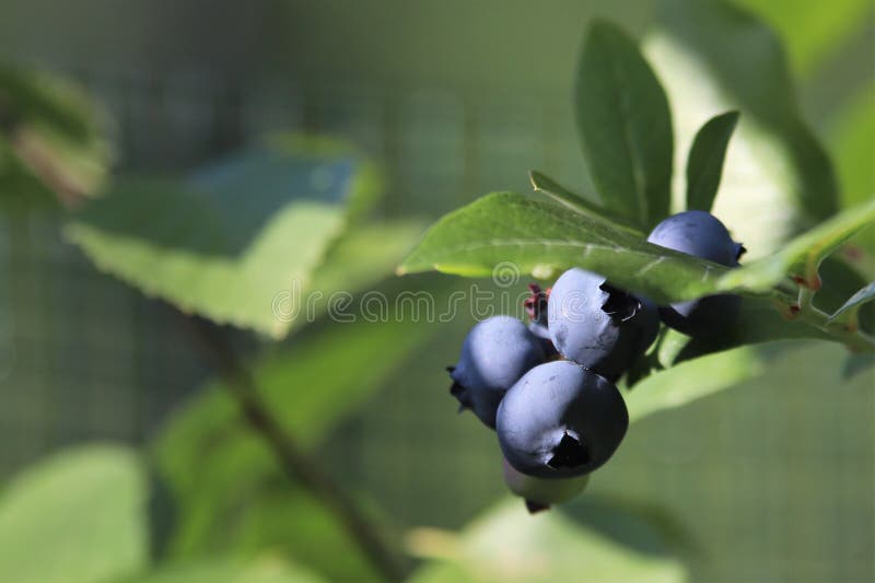 Delicious Blue Huckleberries are Waiting To Be Picked Arkivfoto - Bild ...