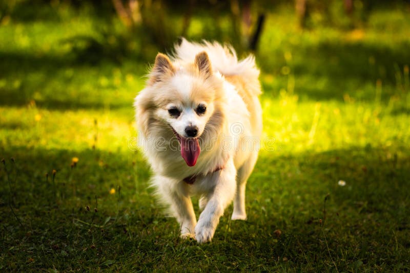 Pomeranian Dog German Spitz Klein in Backyard 库存图片 - 图片 包括有 夏天, 小狗 ...