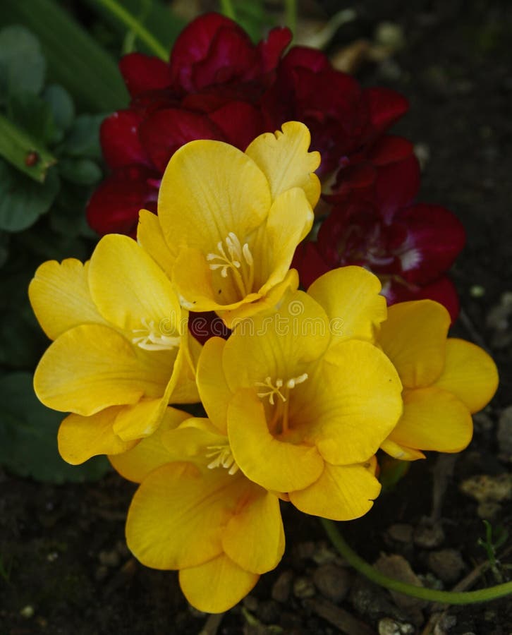 Coni Colorati Misti Di Halma Con Copyspace Che Indica Maggioranza ...