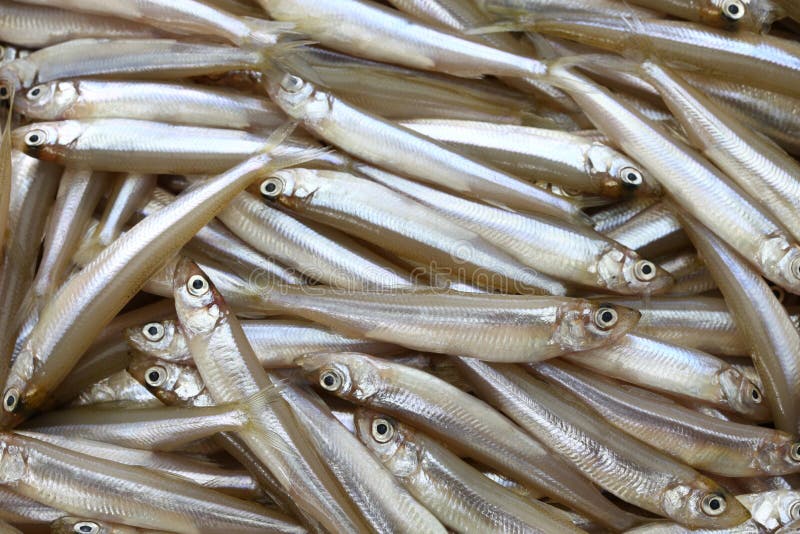 I Bianchetti Freschi Dal Pesce E Dalla Patata Fritta Comperano ...