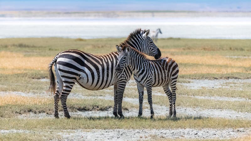 Un piccolo zebra che corre fotografia stock. Immagine di africa - 156288816