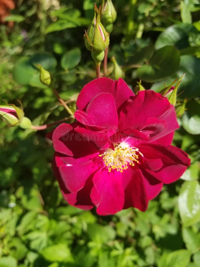 Rose seule image stock. Image du célébration, dater, long - 45826431