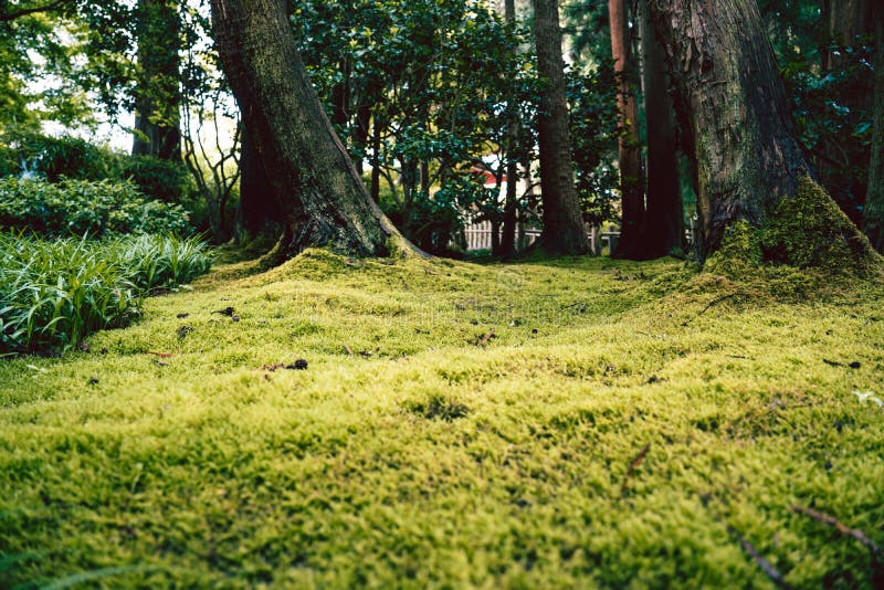 Mato verde em uma floresta imagem de stock. Imagem de madeira - 57441935