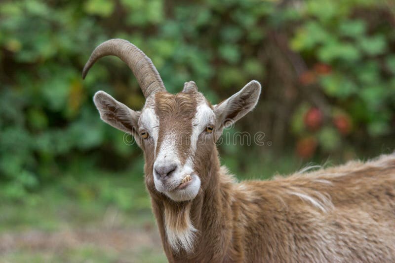 Cabra velha imagem de stock. Imagem de rural, cabras, velho - 2595361