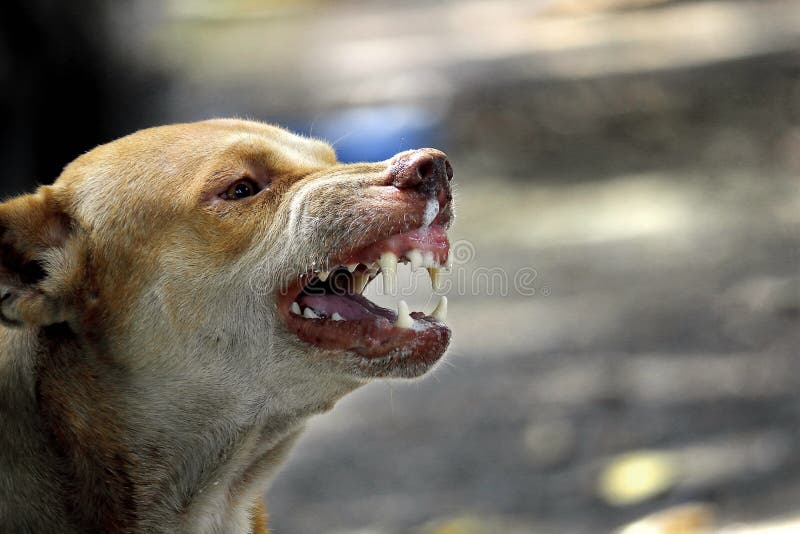 The Face of a Fierce Dog Can Be Seen Chewing and the Tongue 库存照片 - 图片 ...