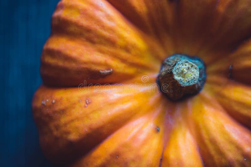 The stalk of the pumpkin 库存照片. 图片 包括有 增长, 万圣节, 食物, 自治权 - 160756632