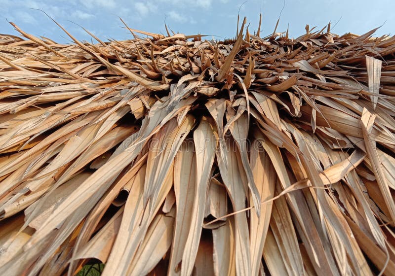 Nipa Palm Dried Leaves and Bamboo Made the Roof of the House. 库存照片 - 图片 ...
