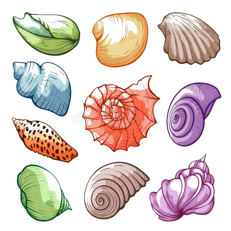 Croquis De Mollusques Et Crustacés De Mer D'huître, Ensemble De Dessin ...