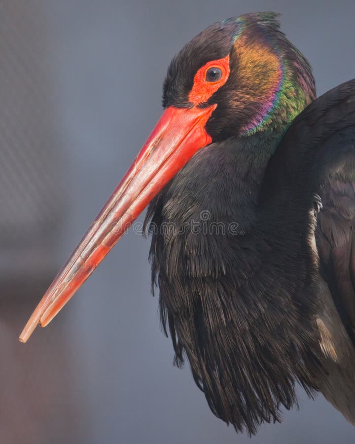 Mooie Zwarte Vogel Met Rode Bek Stock Afbeelding - Afbeelding bestaande ...