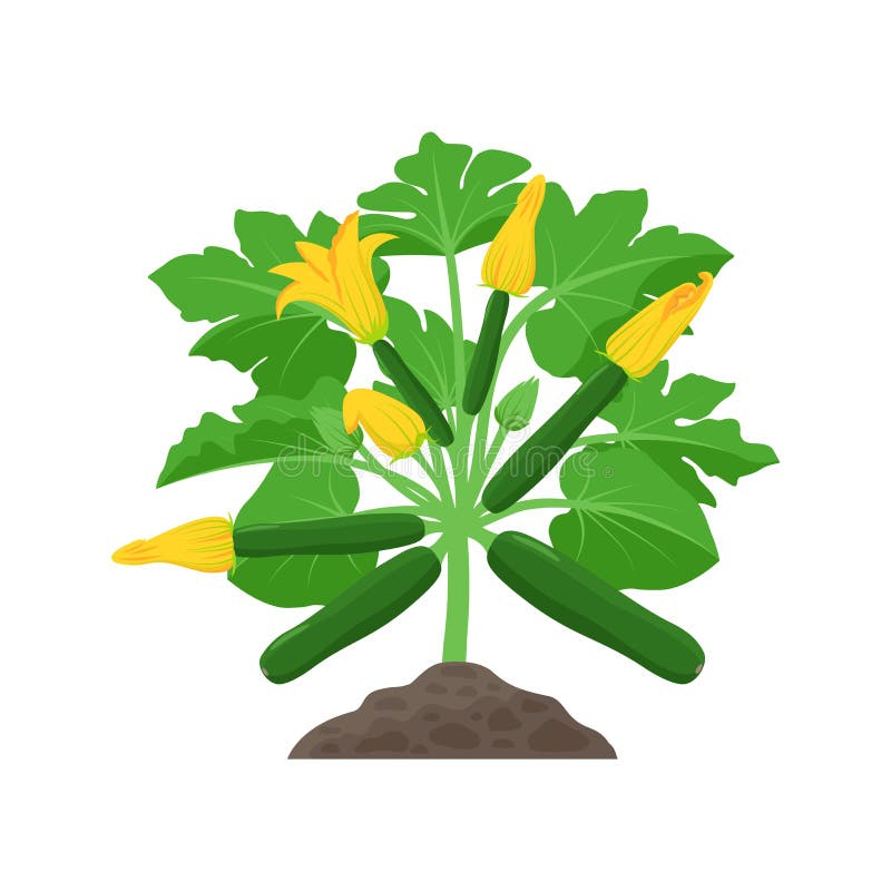 Planta Del Calabacín, Ejemplo Del Vector Ilustración del Vector ...