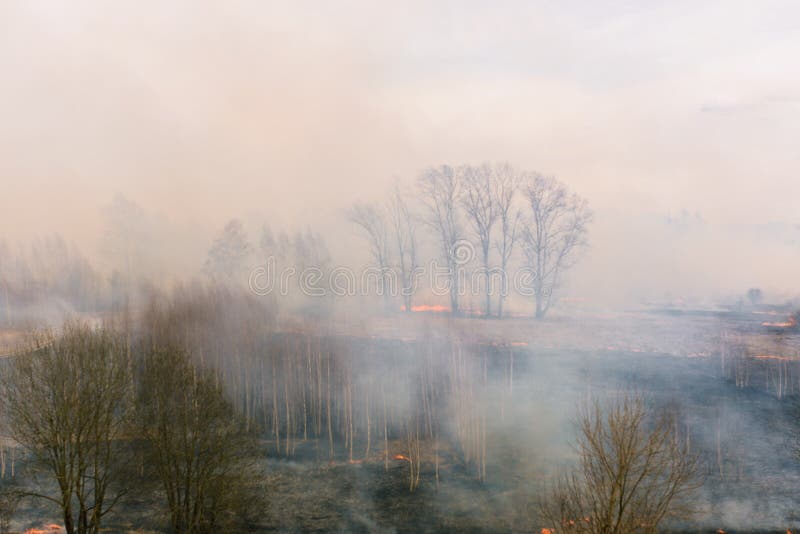 Brandend Hout Bosbrand Droog Gras, Rook En Heldere Vlammen Naderbij ...