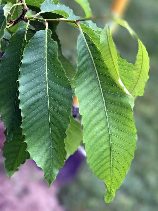 Tree Identification: American Chestnut Tree Leaf 库存照片 - 图片 包括有 技巧, 反射性 ...
